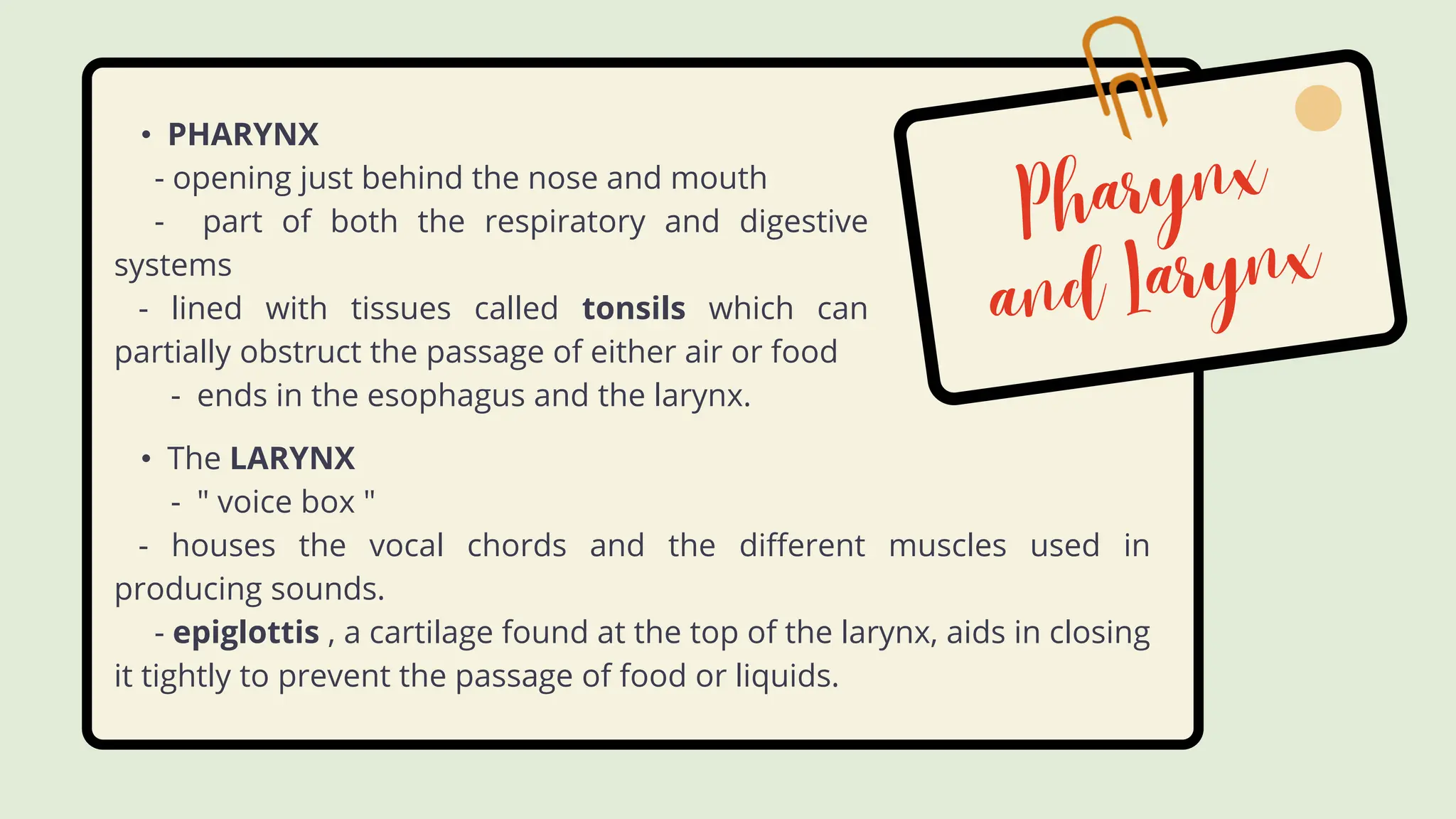 Grade 9 Respiratory and Circulatory System.pptx