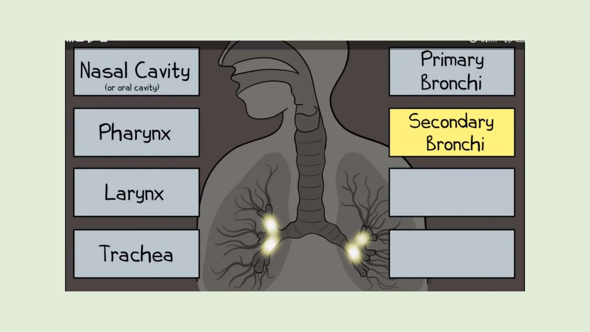 Grade 9 Respiratory and Circulatory System.pptx