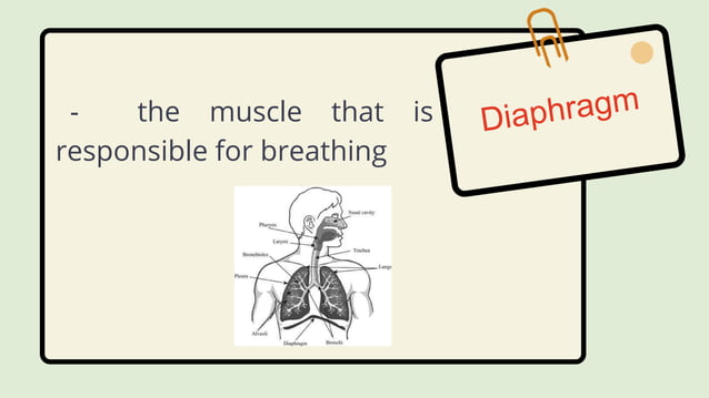 Grade 9 Respiratory and Circulatory System.pptx