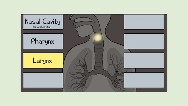 Grade 9 Respiratory and Circulatory System.pptx