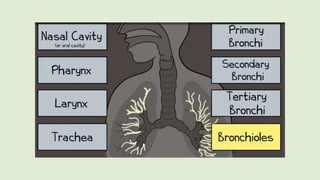 Grade 9 Respiratory and Circulatory System.pptx