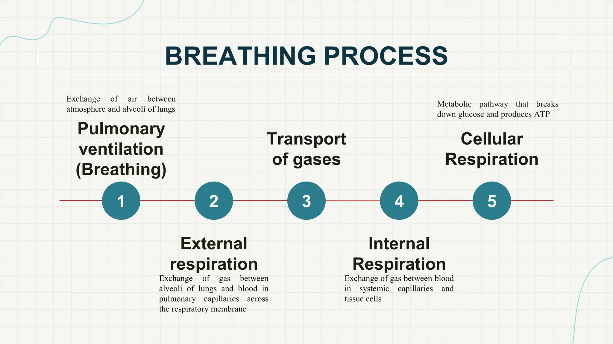 RESPIRATORY SYSTEM- HUMAN ANATOMY AND PHYSIOLOGY | PPTX | Lung and Respiratory Health | Diseases ...
