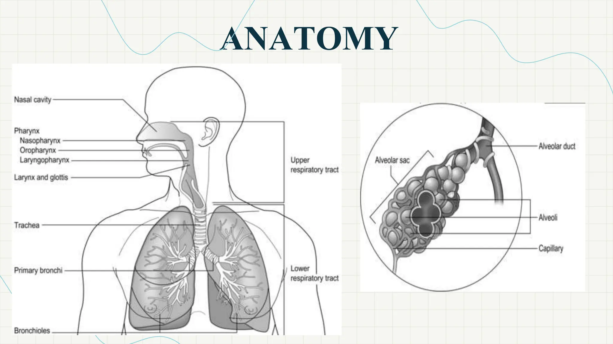 RESPIRATORY SYSTEM- HUMAN ANATOMY AND PHYSIOLOGY | PPTX | Lung and Respiratory Health | Diseases ...