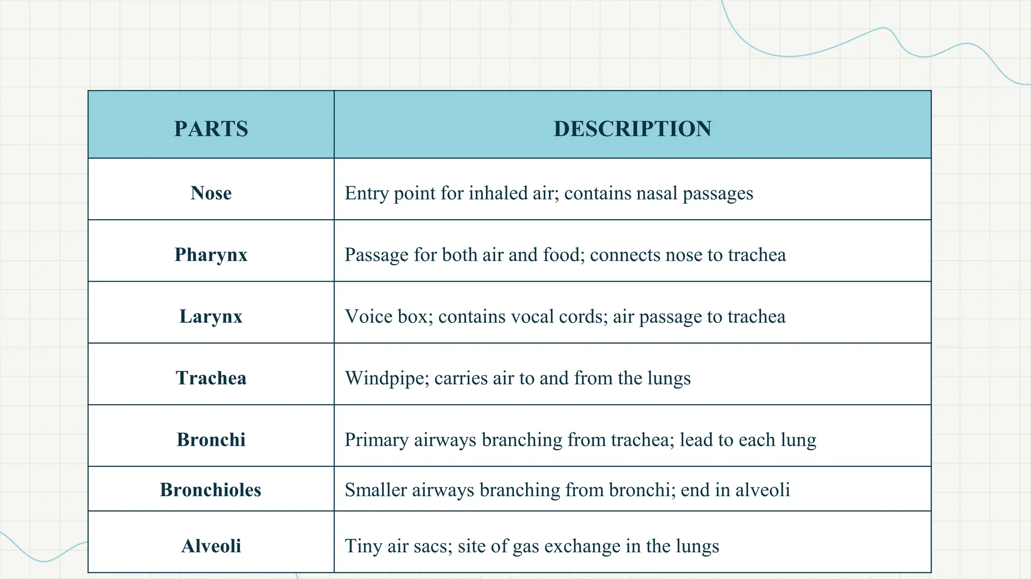 RESPIRATORY SYSTEM- HUMAN ANATOMY AND PHYSIOLOGY | PPTX
