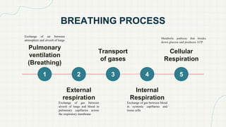 RESPIRATORY SYSTEM- HUMAN ANATOMY AND PHYSIOLOGY | PPTX | Lung and ...