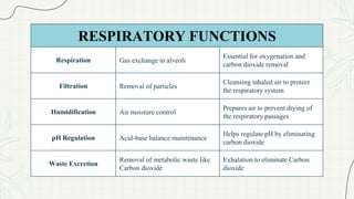 RESPIRATORY SYSTEM- HUMAN ANATOMY AND PHYSIOLOGY | PPTX | Lung and ...