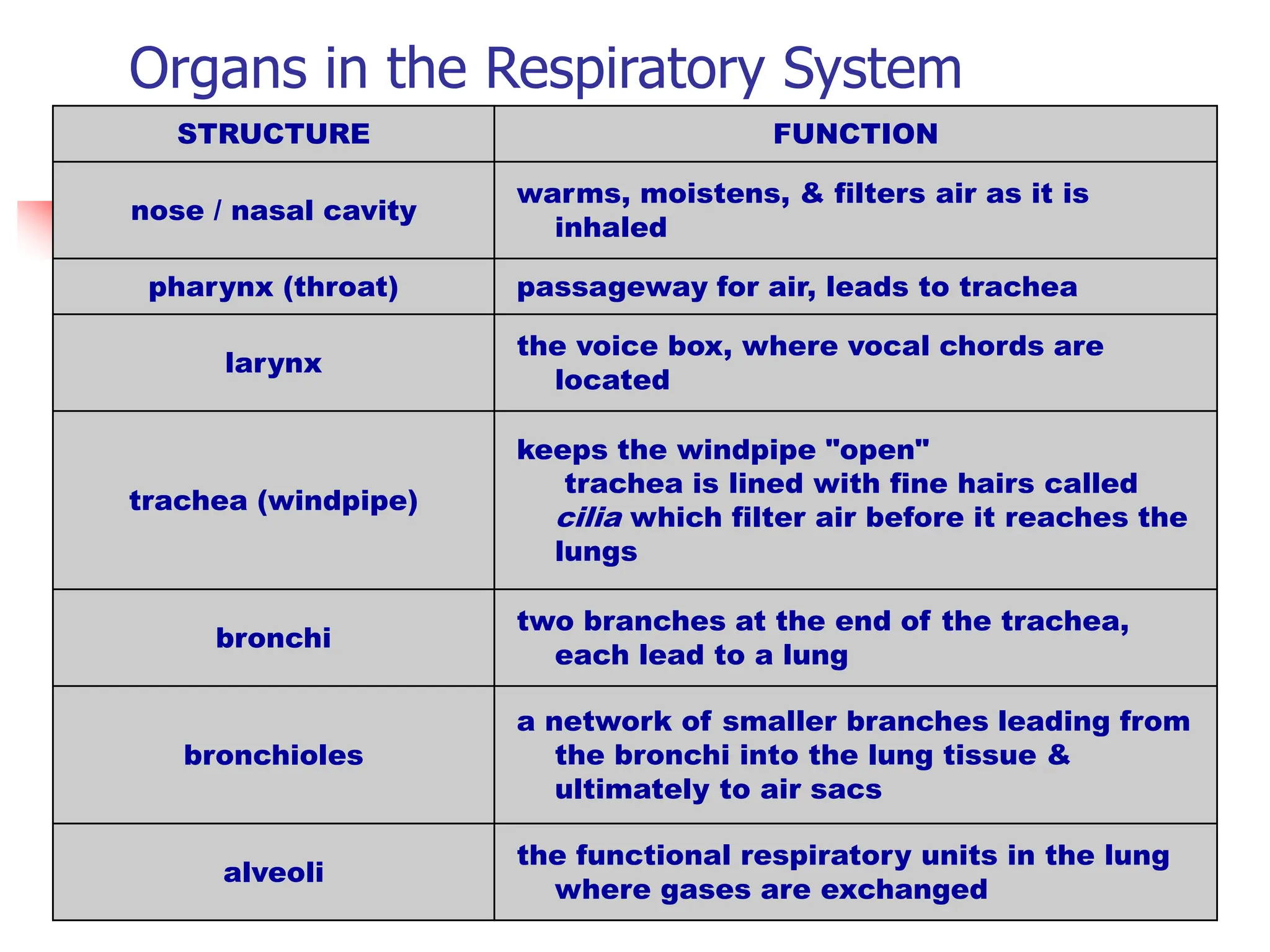 Respiratory system for BNYS............. | PPT
