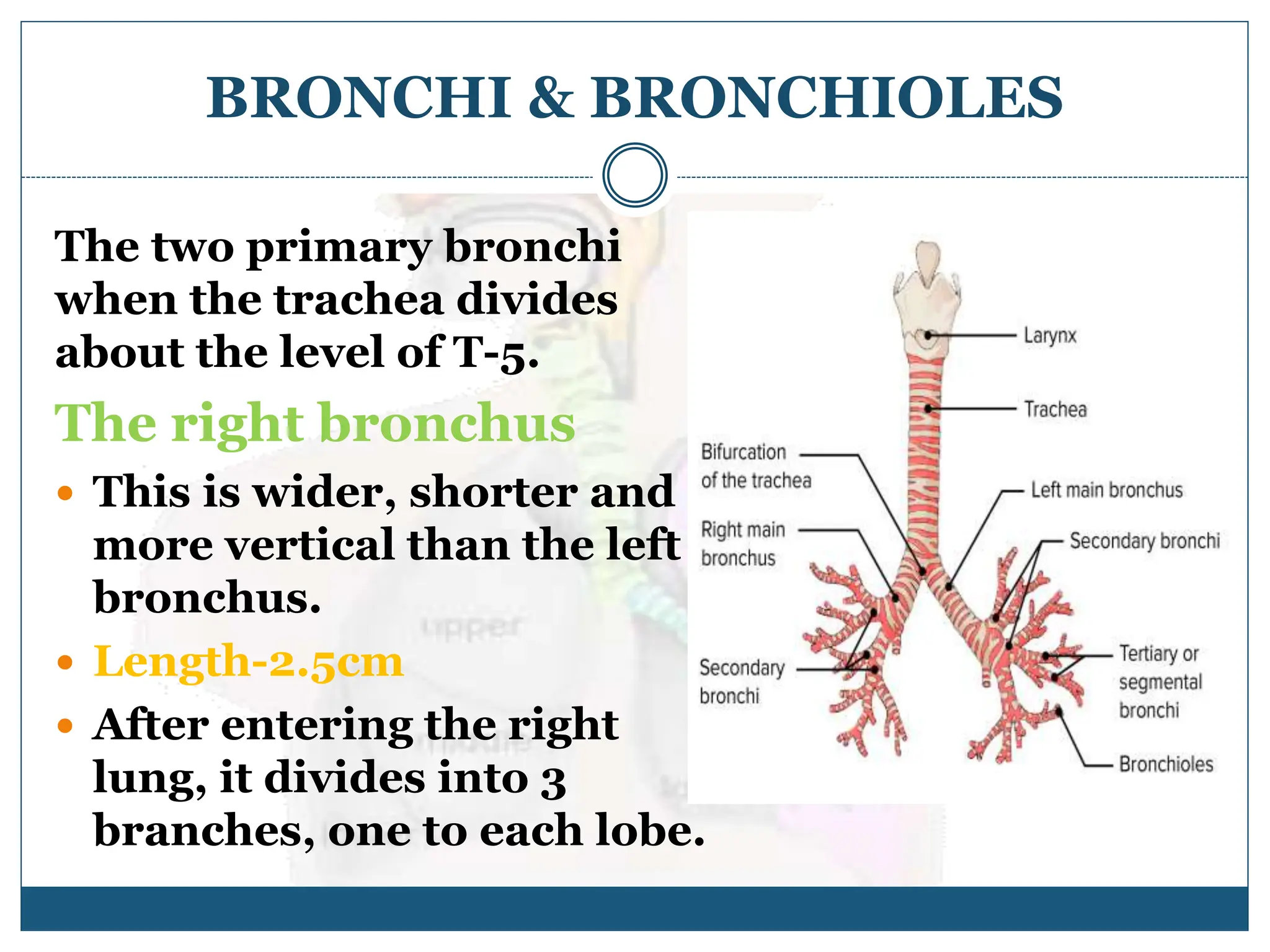 respiratory system its parts and different organs | PPTX