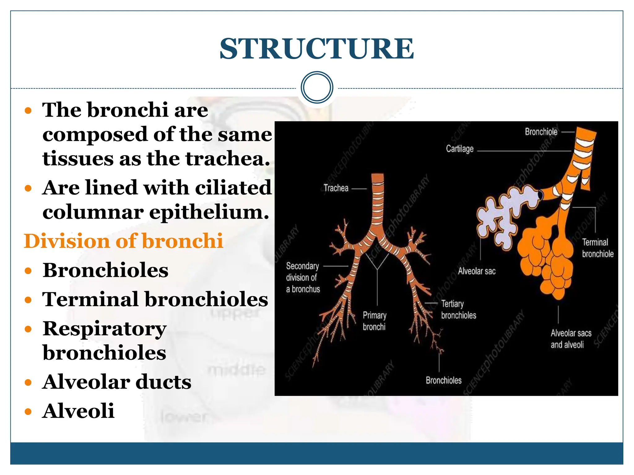 respiratory system its parts and different organs | PPTX