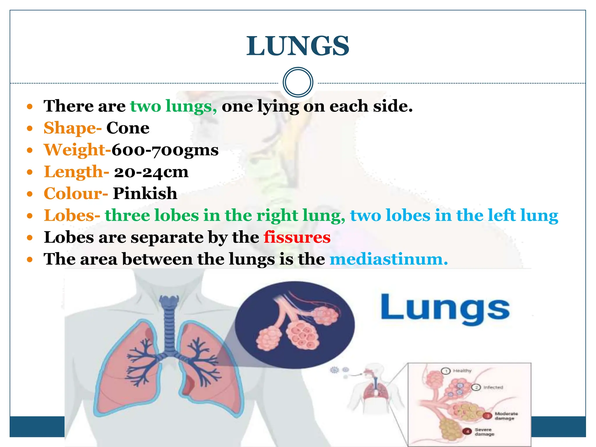 respiratory system its parts and different organs | PPTX