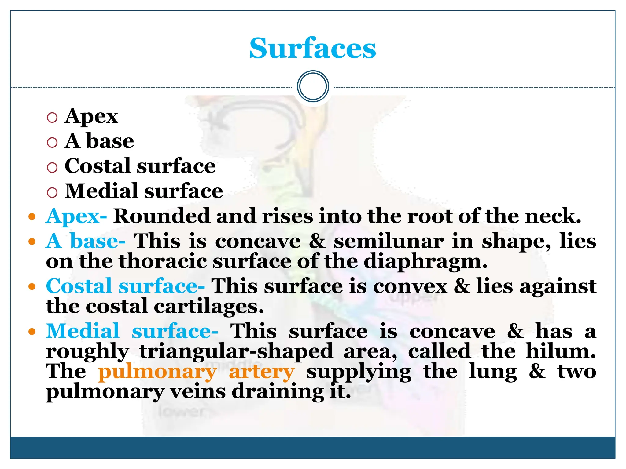 respiratory system its parts and different organs | PPTX