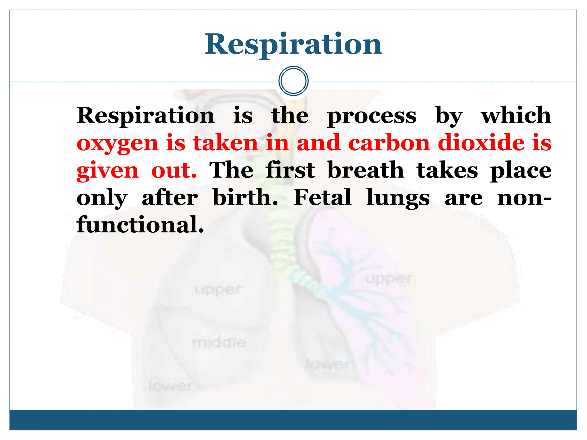 respiratory system its parts and different organs | PPTX