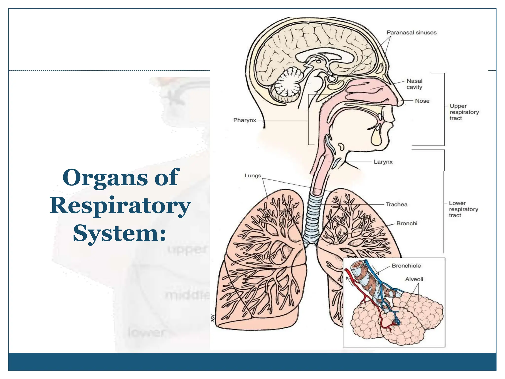 respiratory system its parts and different organs | PPT