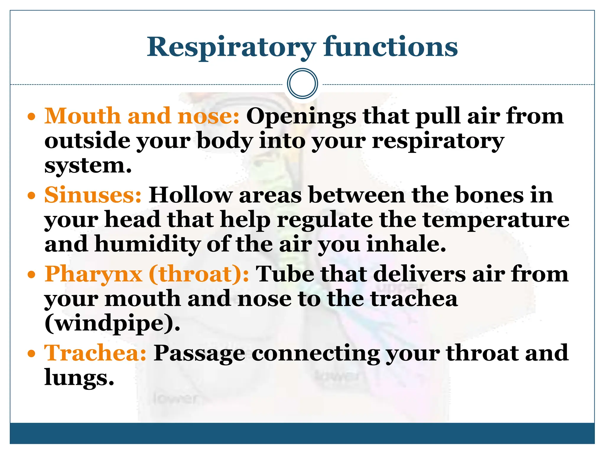 respiratory system its parts and different organs | PPTX