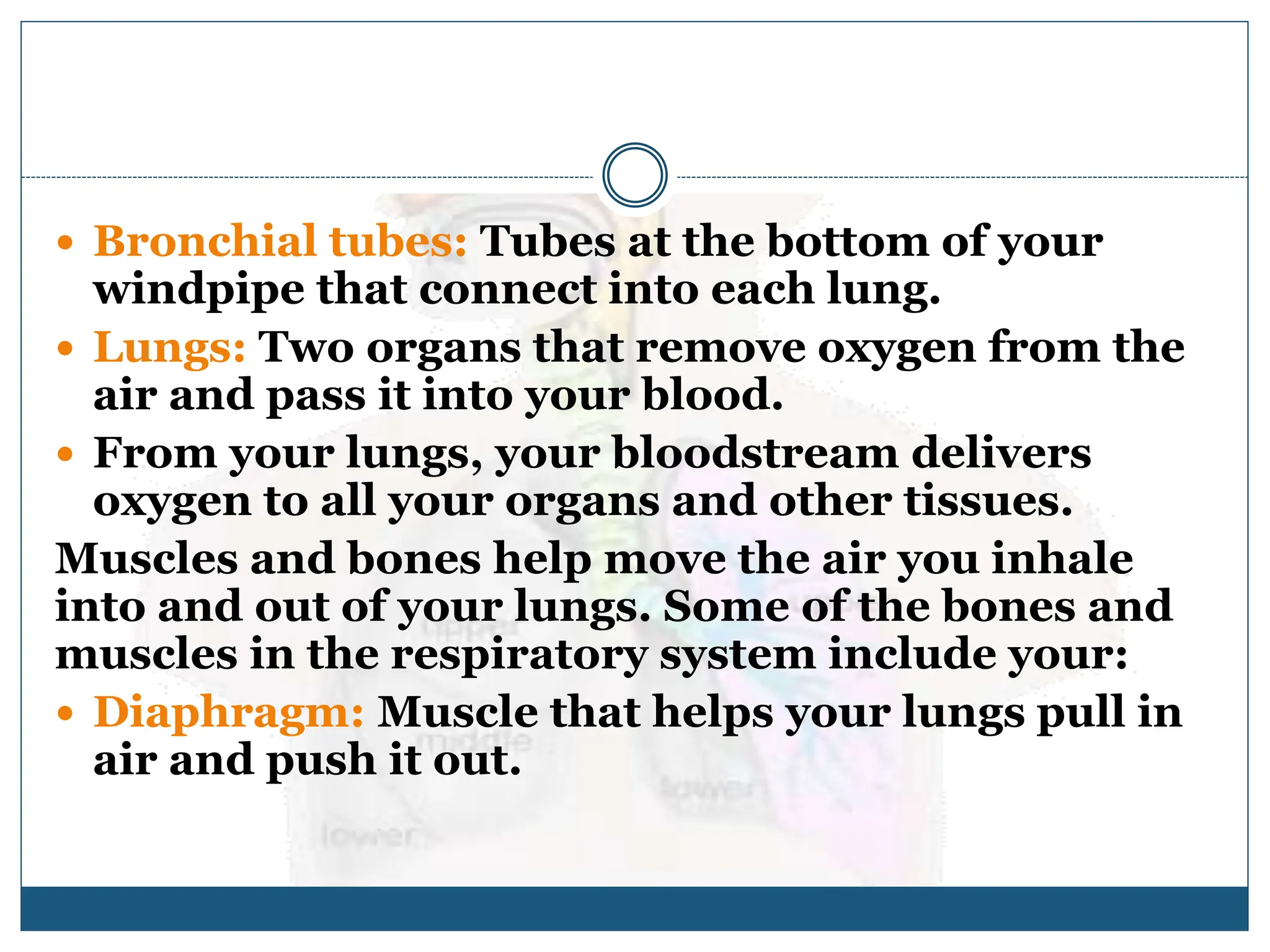 respiratory system its parts and different organs | PPTX