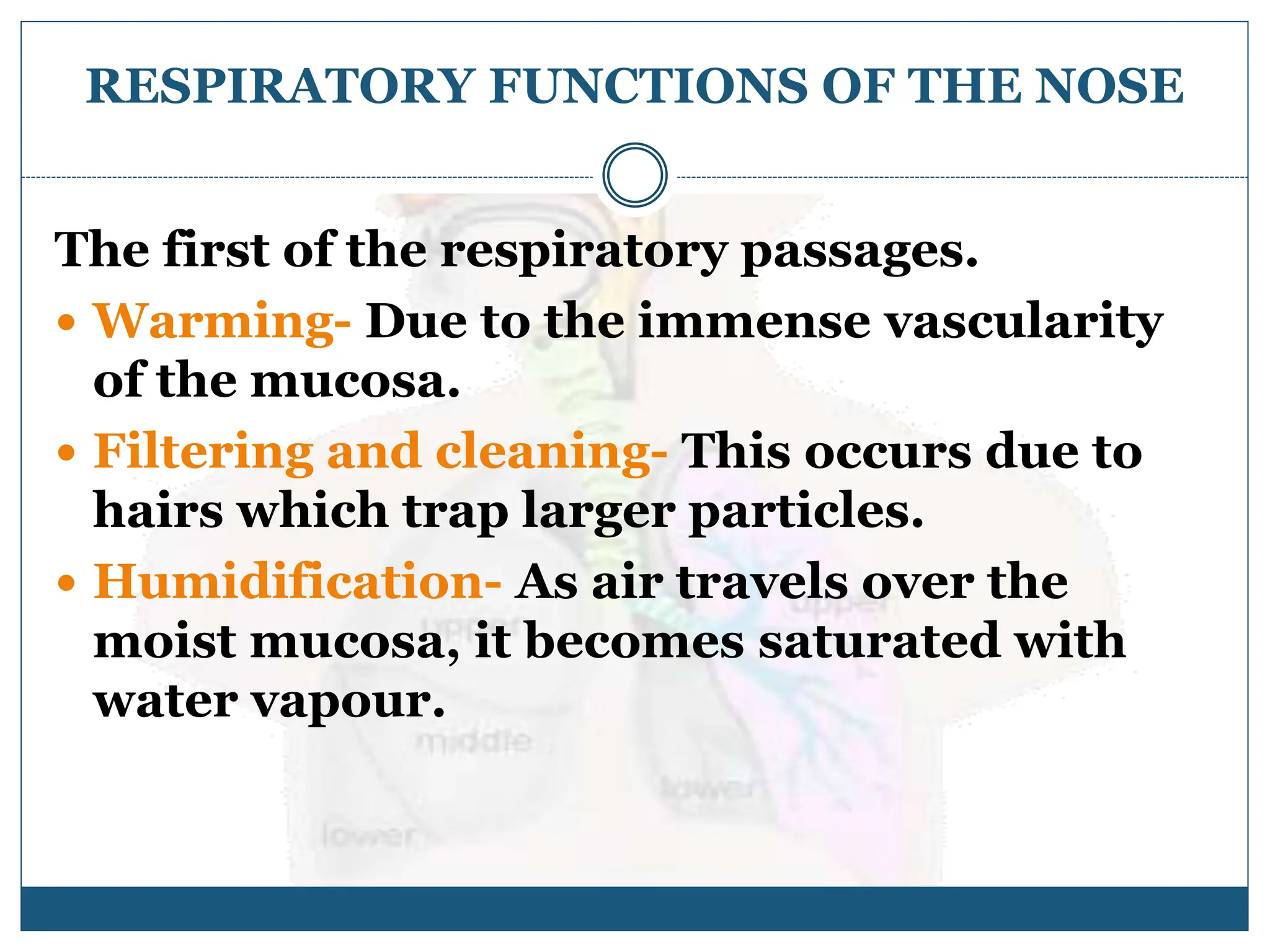 respiratory system its parts and different organs | PPTX