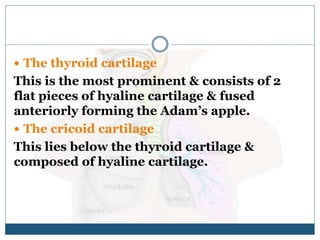 respiratory system its parts and different organs | PPTX