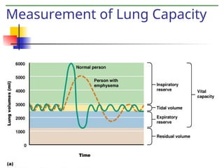 Respiratory system for grade 9 learners.ppt