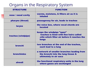 Respiratory system for grade 9 learners.ppt