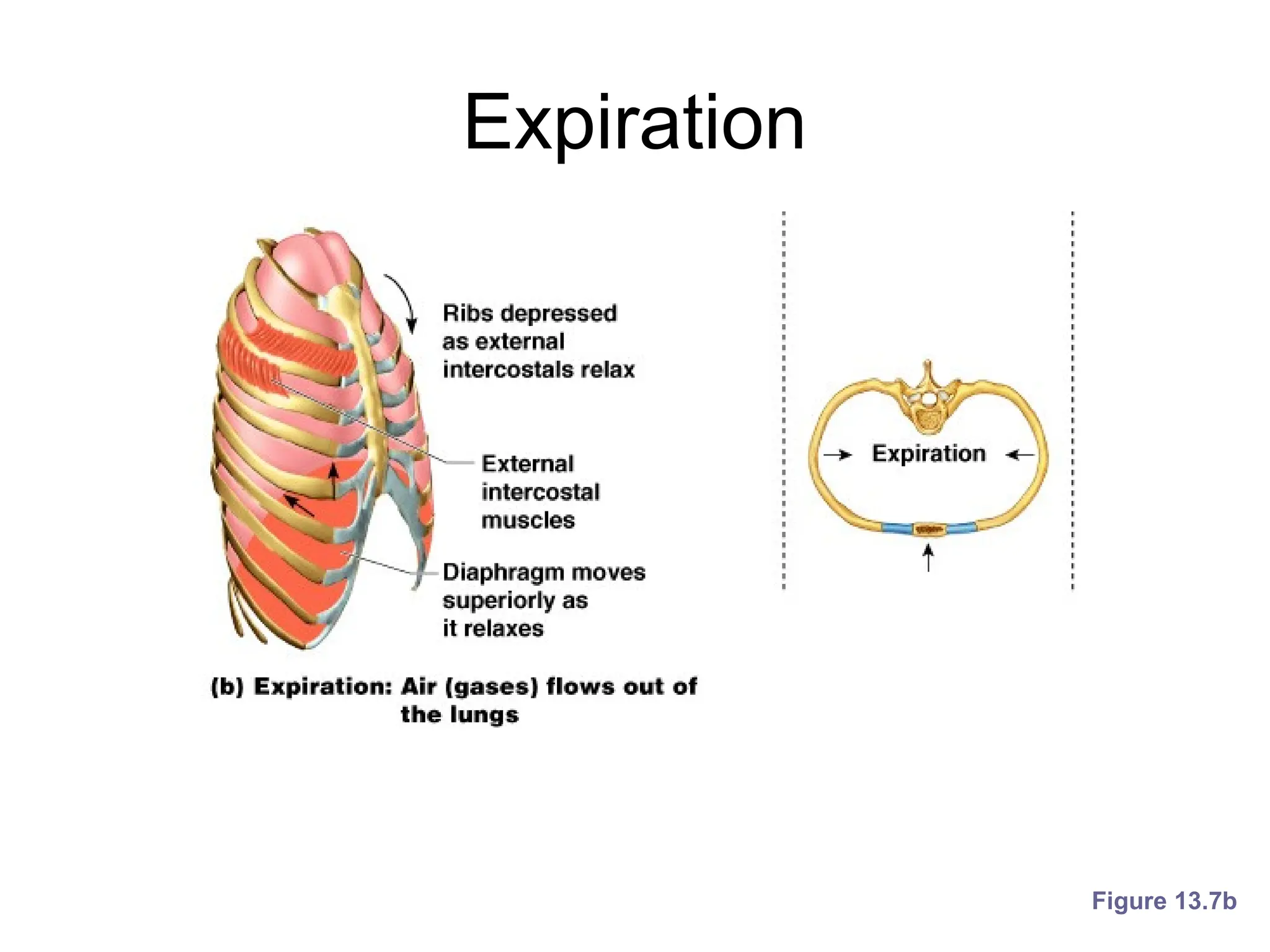 Grade 6 Human Body Respiratory System.ppt