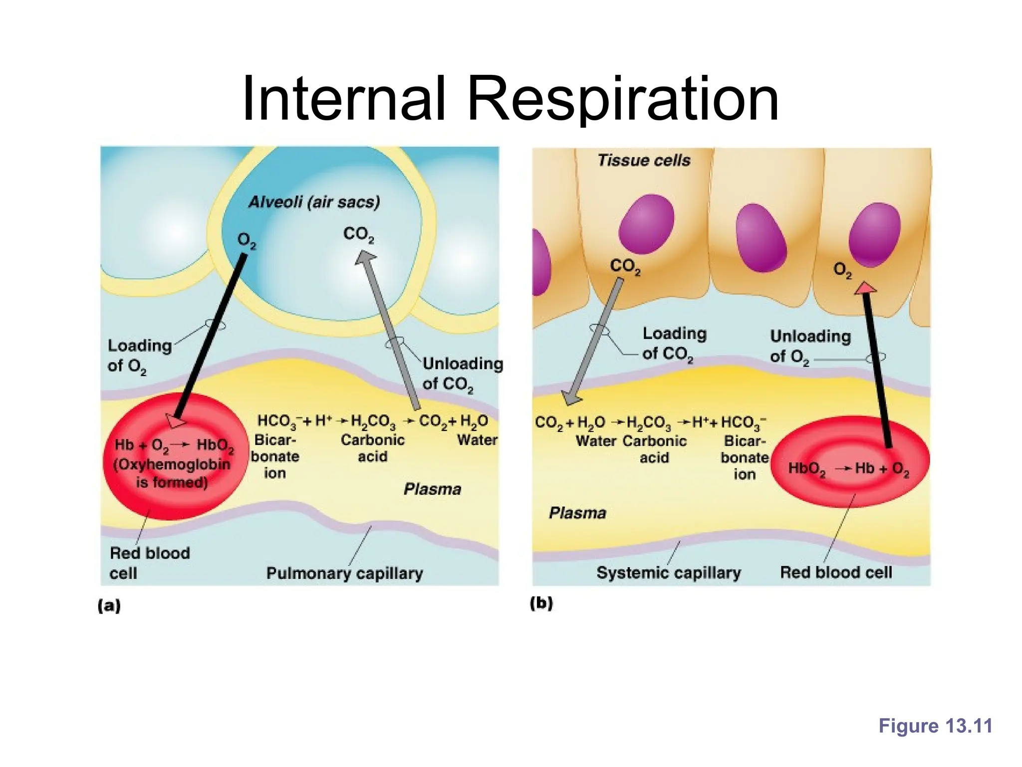 Grade 6 Human Body Respiratory System.ppt