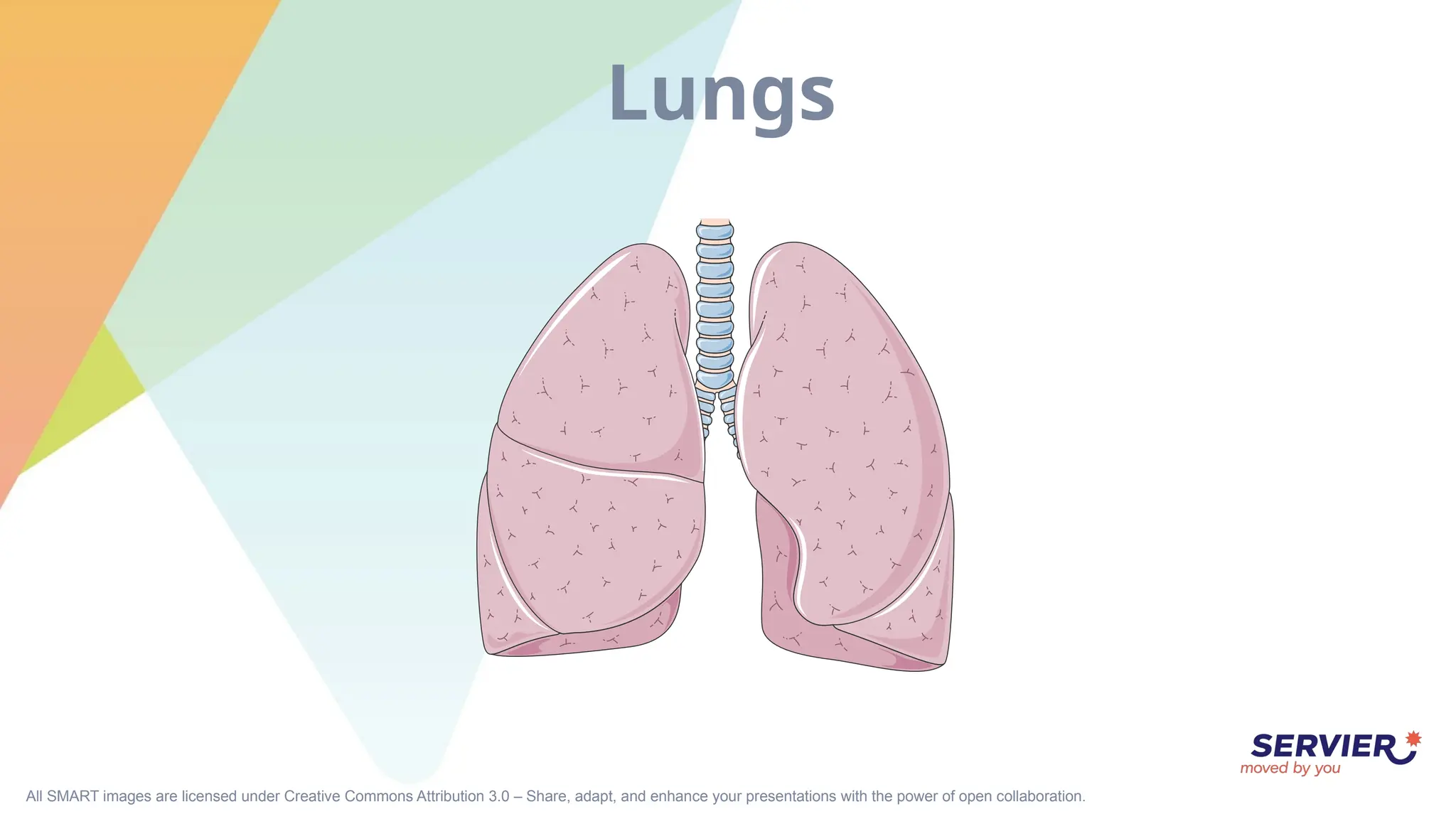 Respiratory System And Respiratory Diagrams Pptx