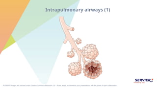 Respiratory_system and respiratory diagrams.pptx