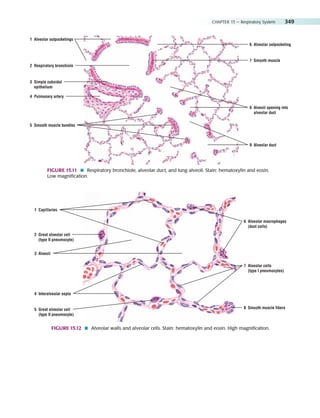 Pathology of Respiratory system in pdf. Microscopy view of Respiratory ...