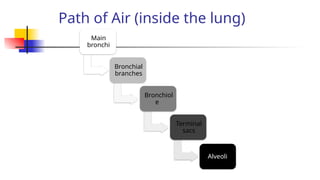 Respiratory system.pptx pfhsjdzxfbszkjxcbsjzxhcb | PPTX