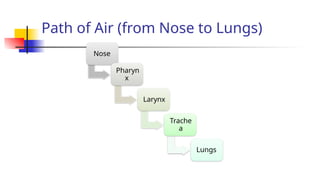 Respiratory system.pptx pfhsjdzxfbszkjxcbsjzxhcb | PPTX