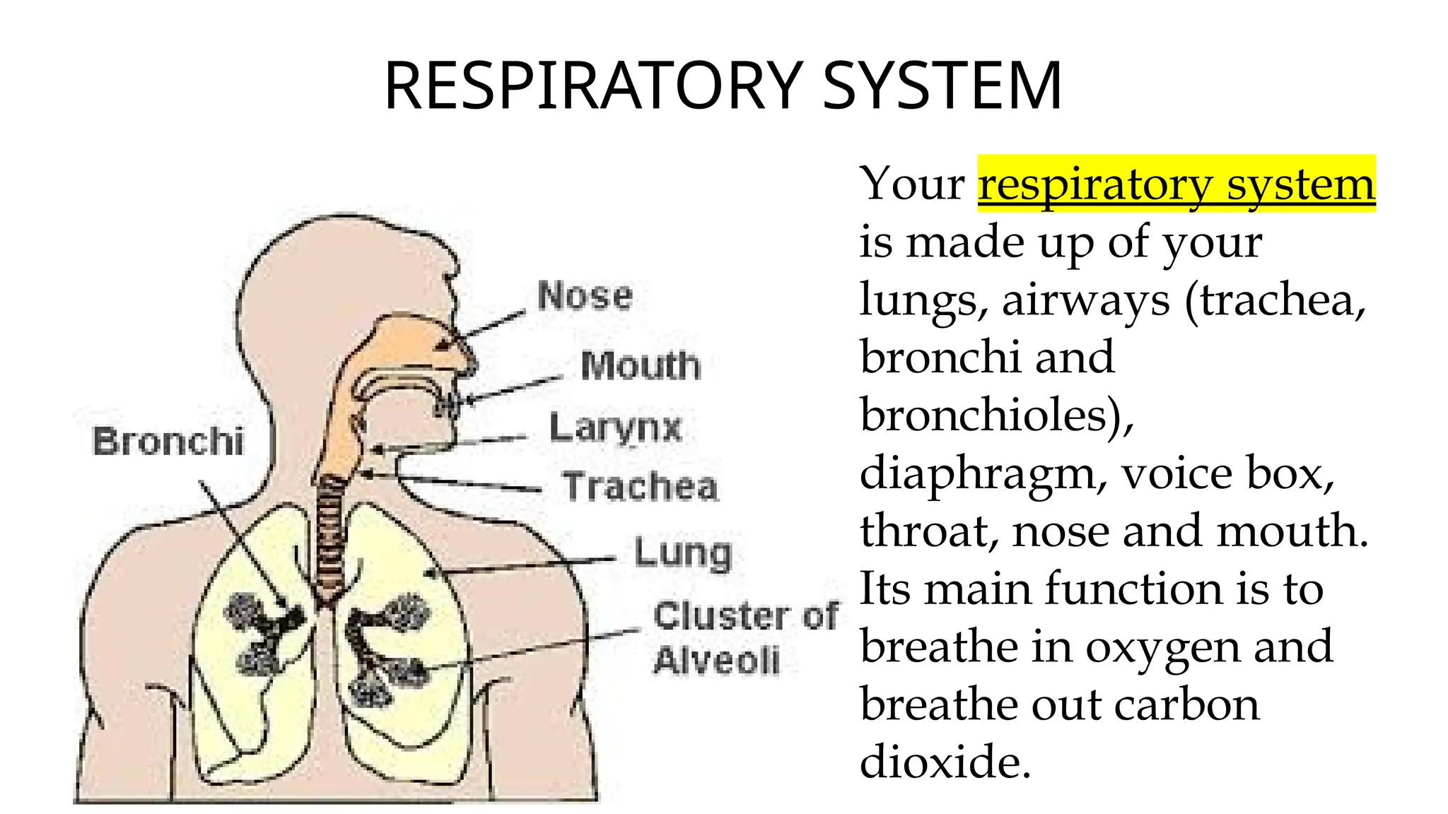 RESPIRATORY SYSTEM grade 4 matatag curriculum | PPTX