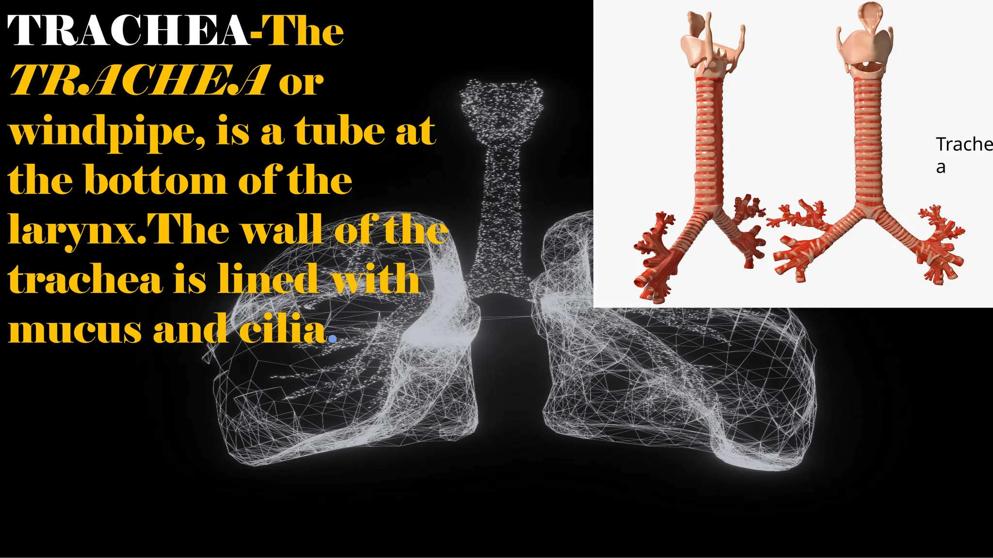 Respiratory System.pptx science 9 JHS lesson | PPTX