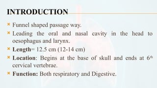 Respiratory system Anatomy and physiology | PPTX