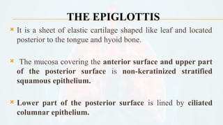 Respiratory system Anatomy and physiology | PPTX