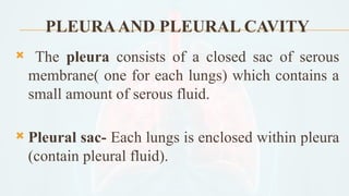 Respiratory system Anatomy and physiology | PPTX
