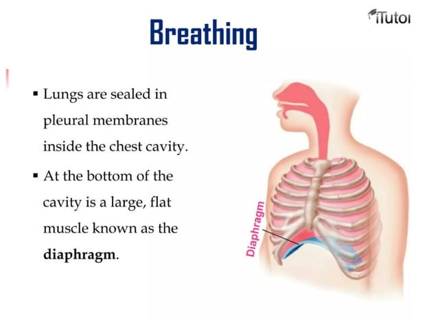 Respiratory system grade 9 science coordinated functions of the body ...