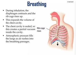 Respiratory system grade 9 science coordinated functions of the body ...