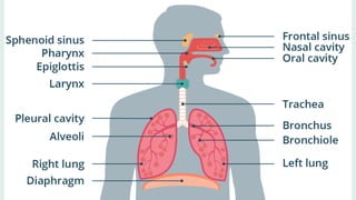 Respiratory System for Senior High School.pptx