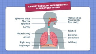 Respiratory System Physiology Experiment | PPT