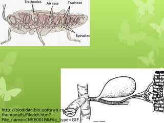 Respiratory system of insects and respiration.pptx