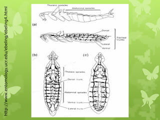 Respiratory system of insects and respiration.pptx