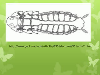 Respiratory system of insects and respiration.pptx