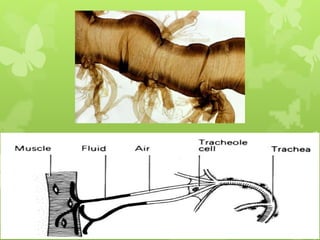 Respiratory system of insects and respiration.pptx