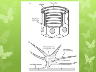 Respiratory system of insects and respiration.pptx