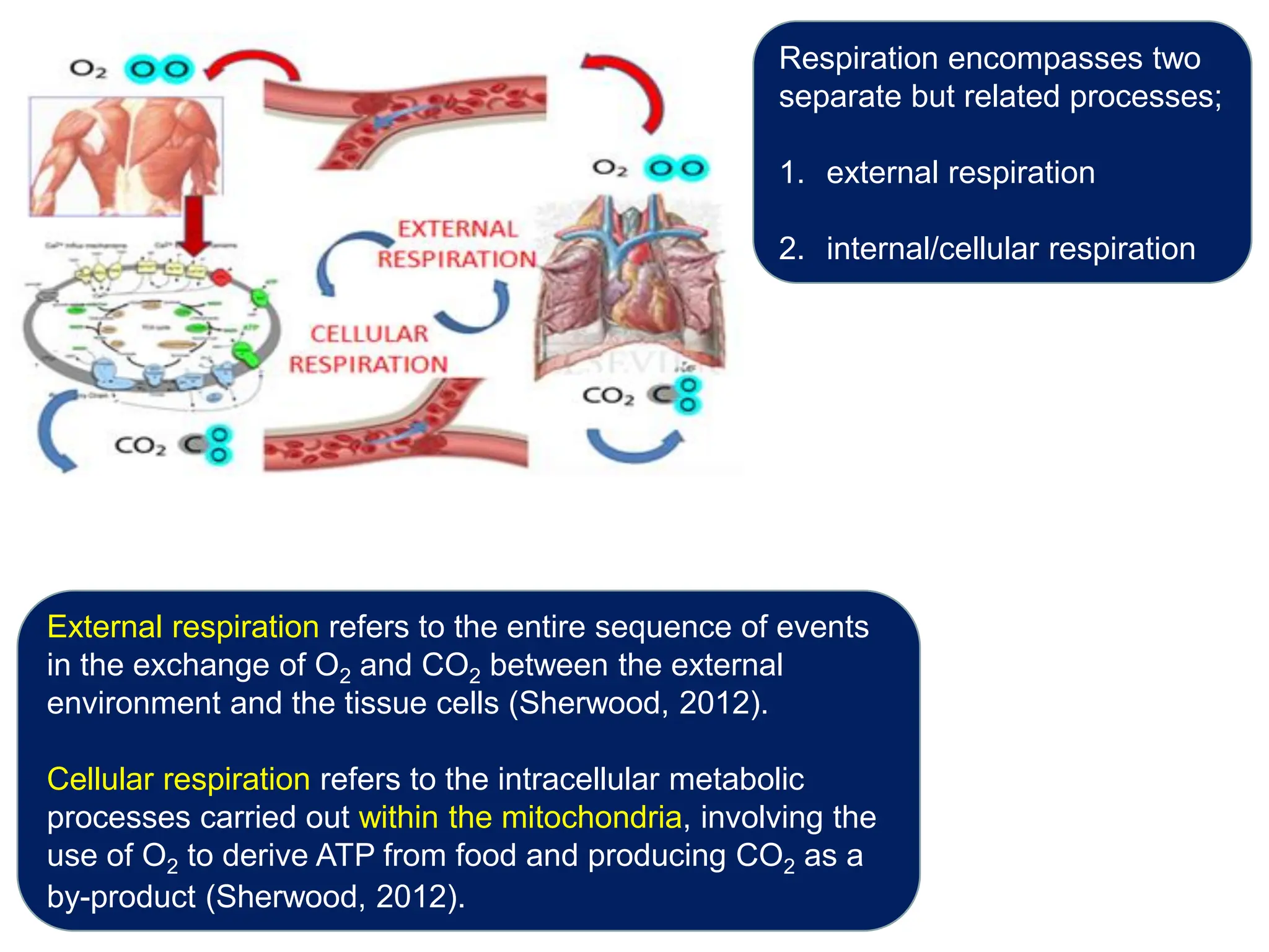 RESPIRATORY SYSTEM IN ANATOMY FOR PART.pdf