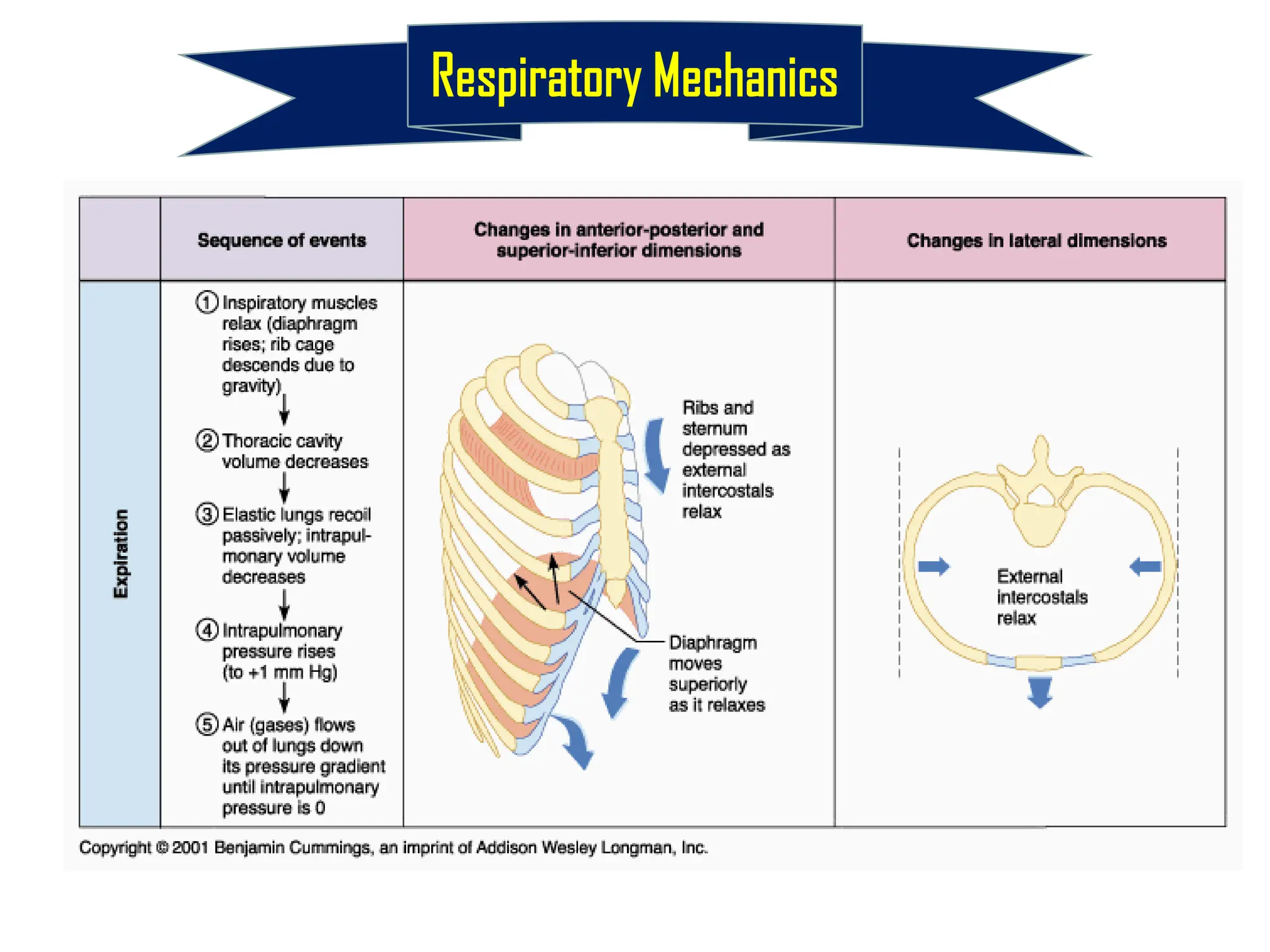 RESPIRATORY SYSTEM IN ANATOMY FOR PART.pdf