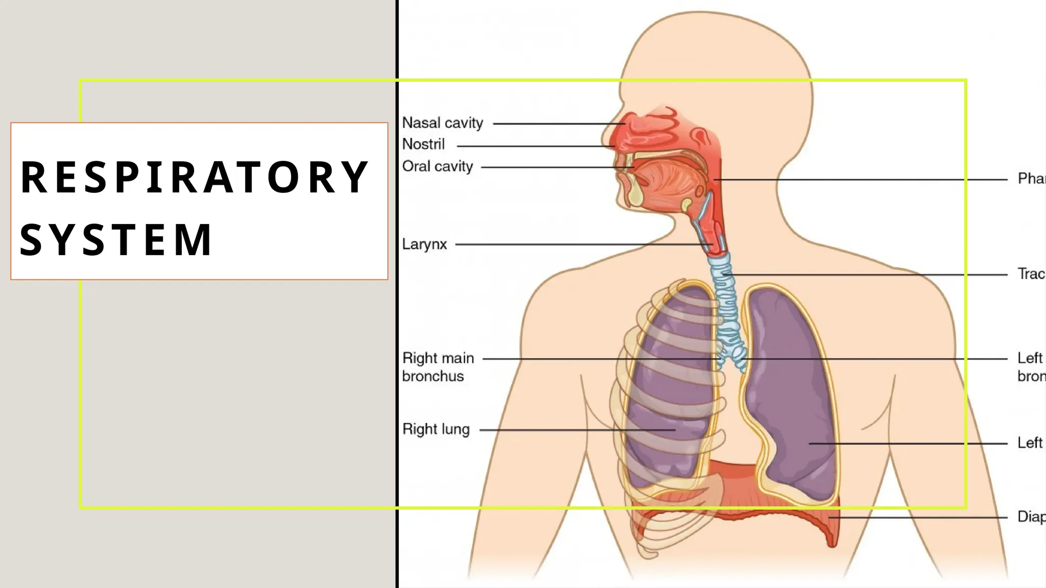 RESPIRATORY SYSTEM.pptxbjhfgjhggggggggggggggg | PPT