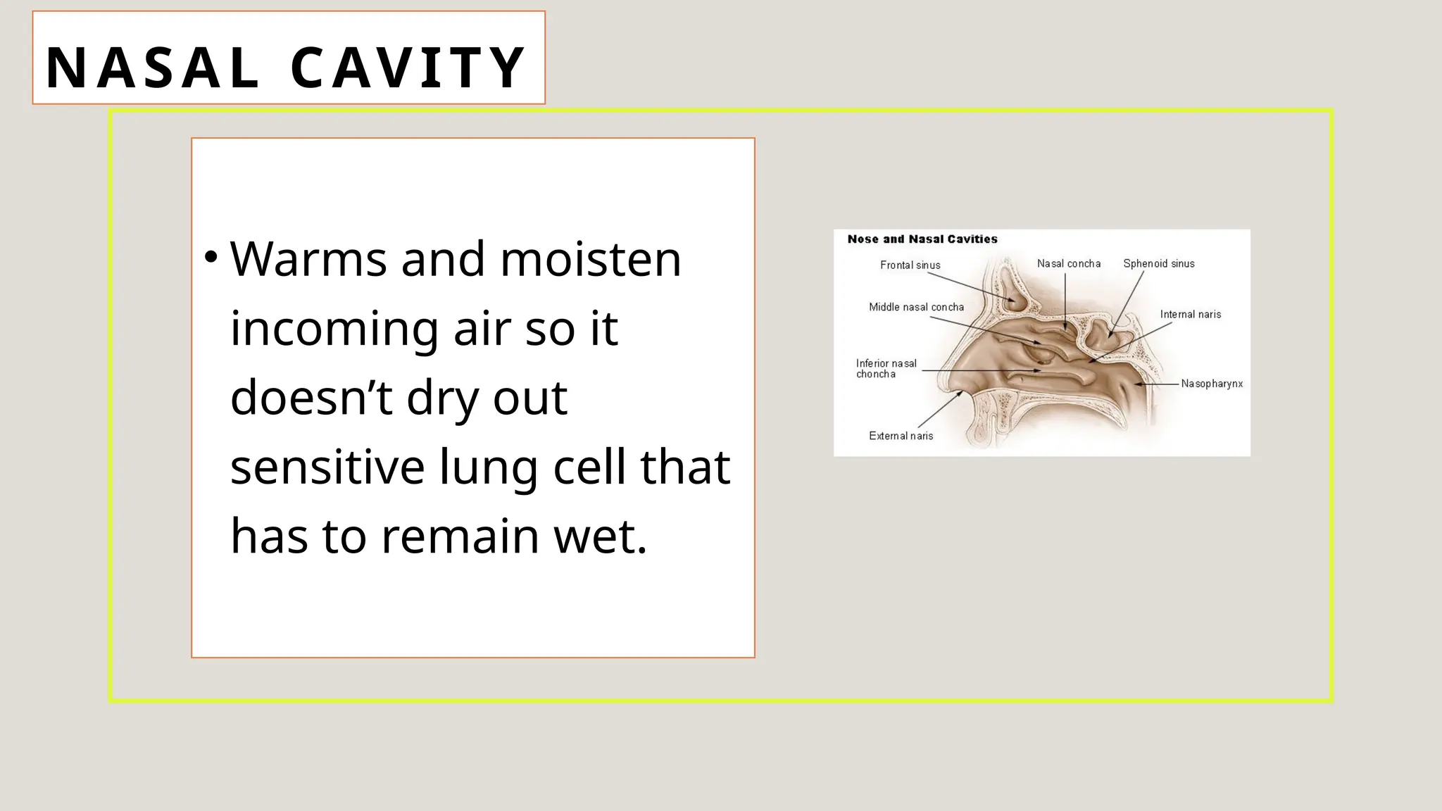 RESPIRATORY SYSTEM.pptxbjhfgjhggggggggggggggg | PPT
