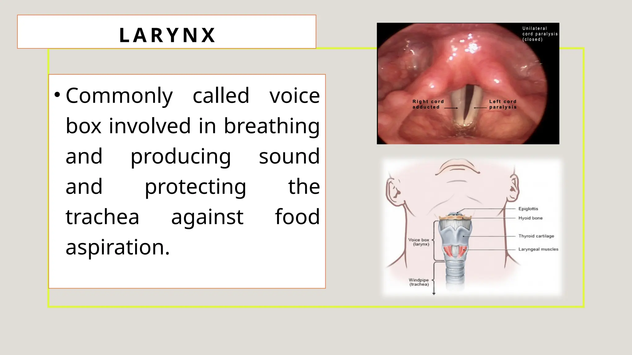 RESPIRATORY SYSTEM.pptxbjhfgjhggggggggggggggg | PPT
