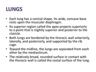 Respiratory System Presentation by Dr Manasi kadam. | PDF